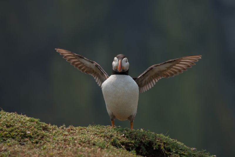 Puffin