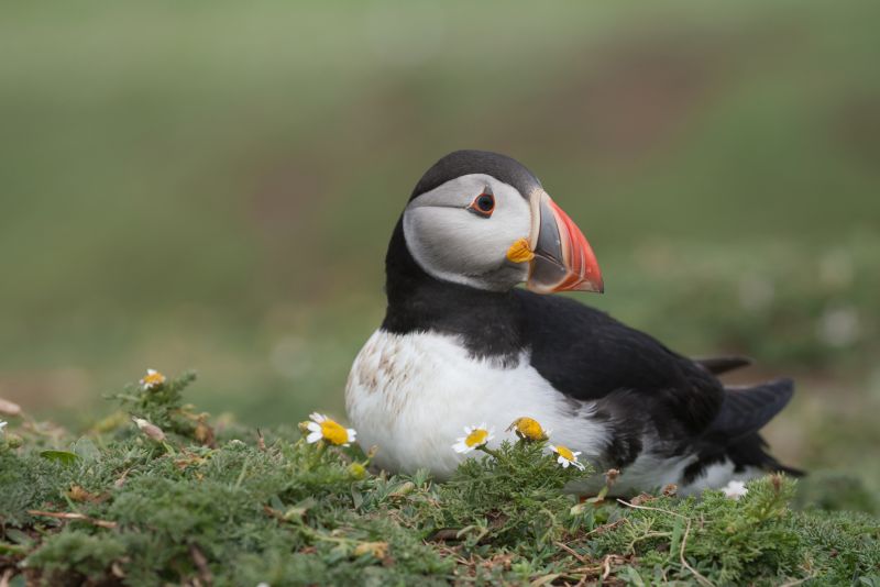 Puffin