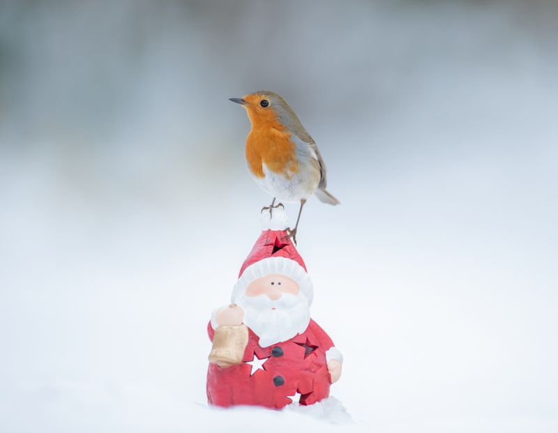 Christmas robin