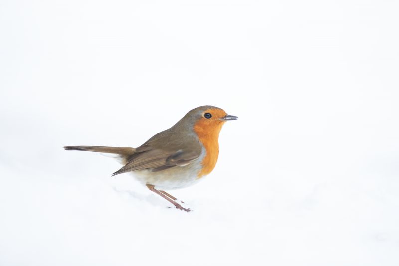 Winter robin