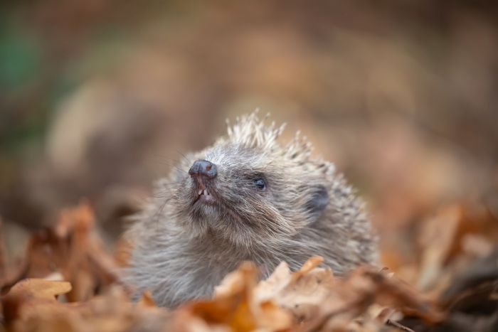 Hedgehog