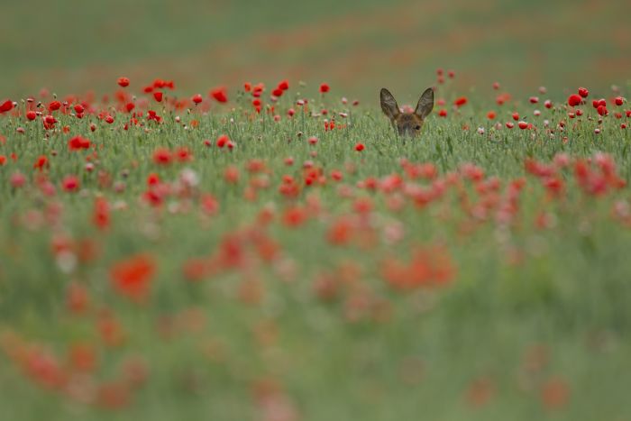 Roe deer feeding in a poppy field