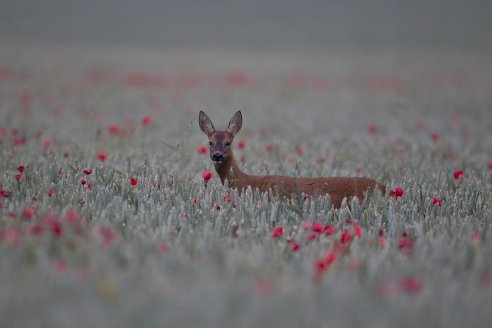 Roe deer feeding in a poppy field