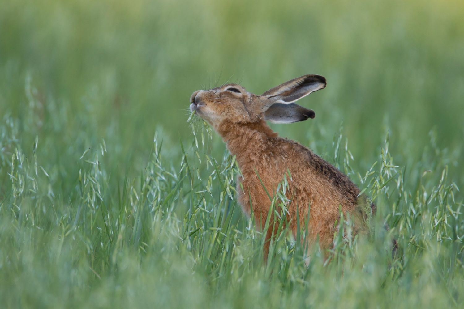 Brown hare