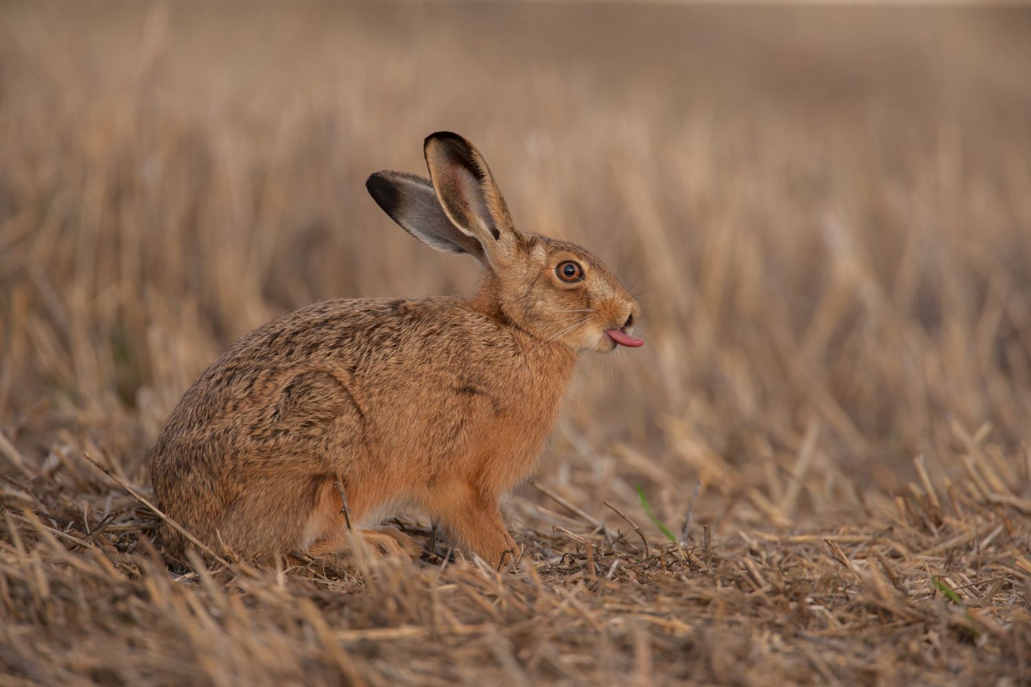 Brown hare
