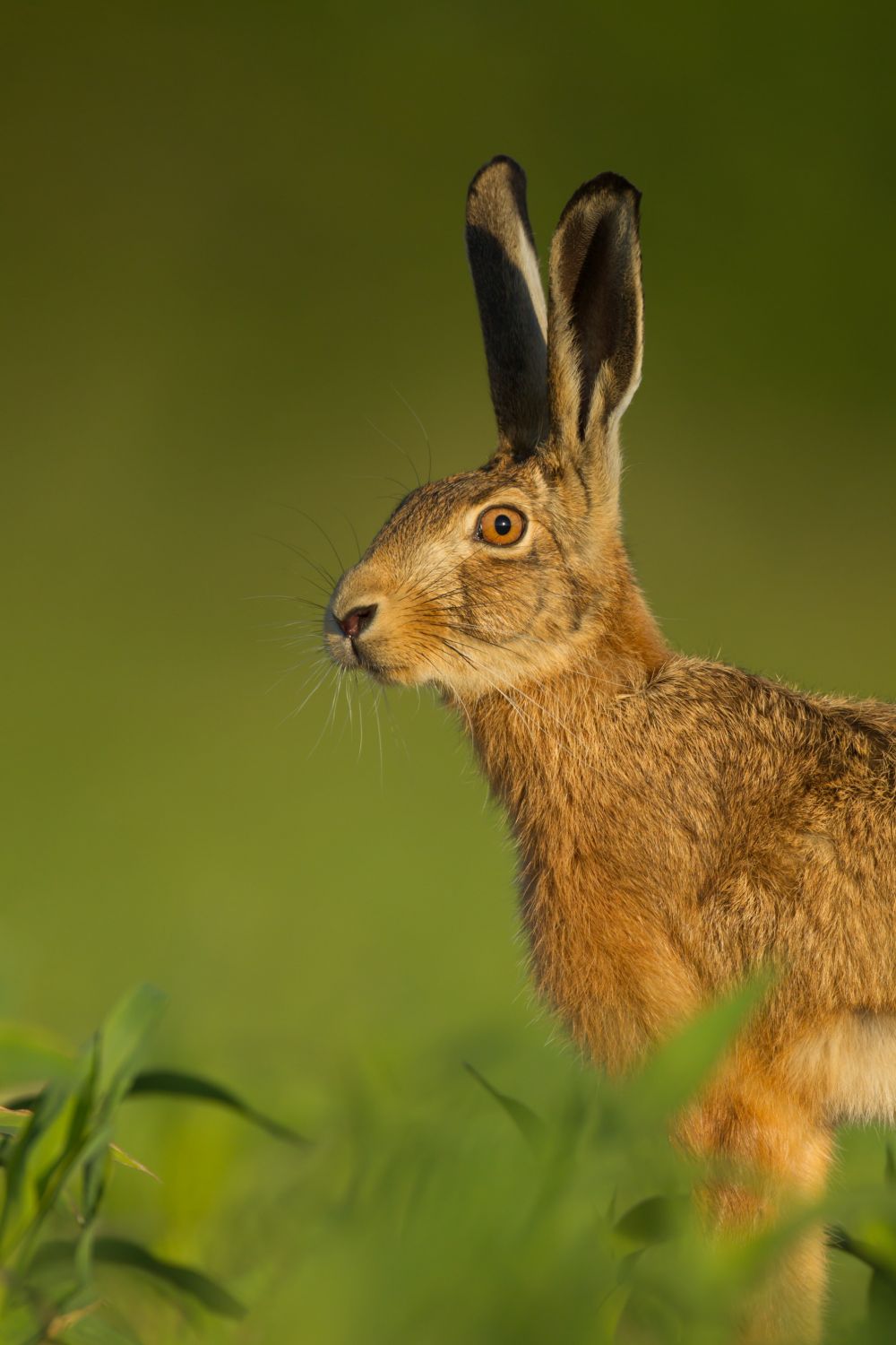 Brown hare
