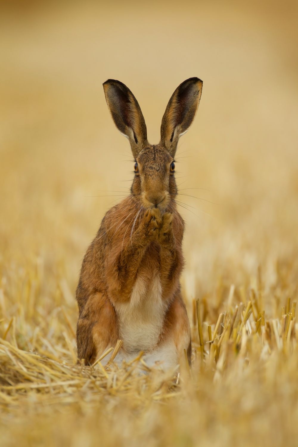 Brown hare