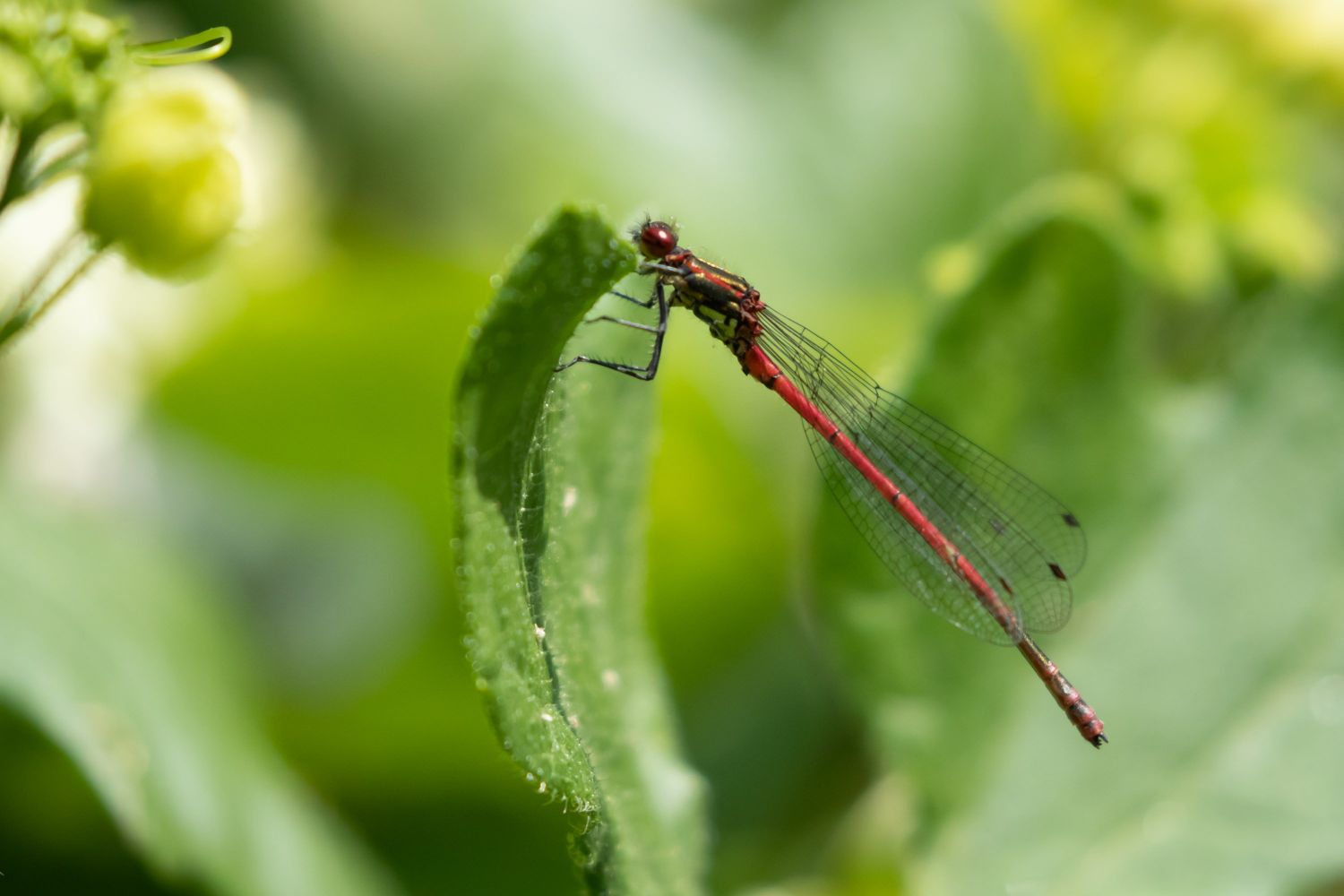 Large red damselfly