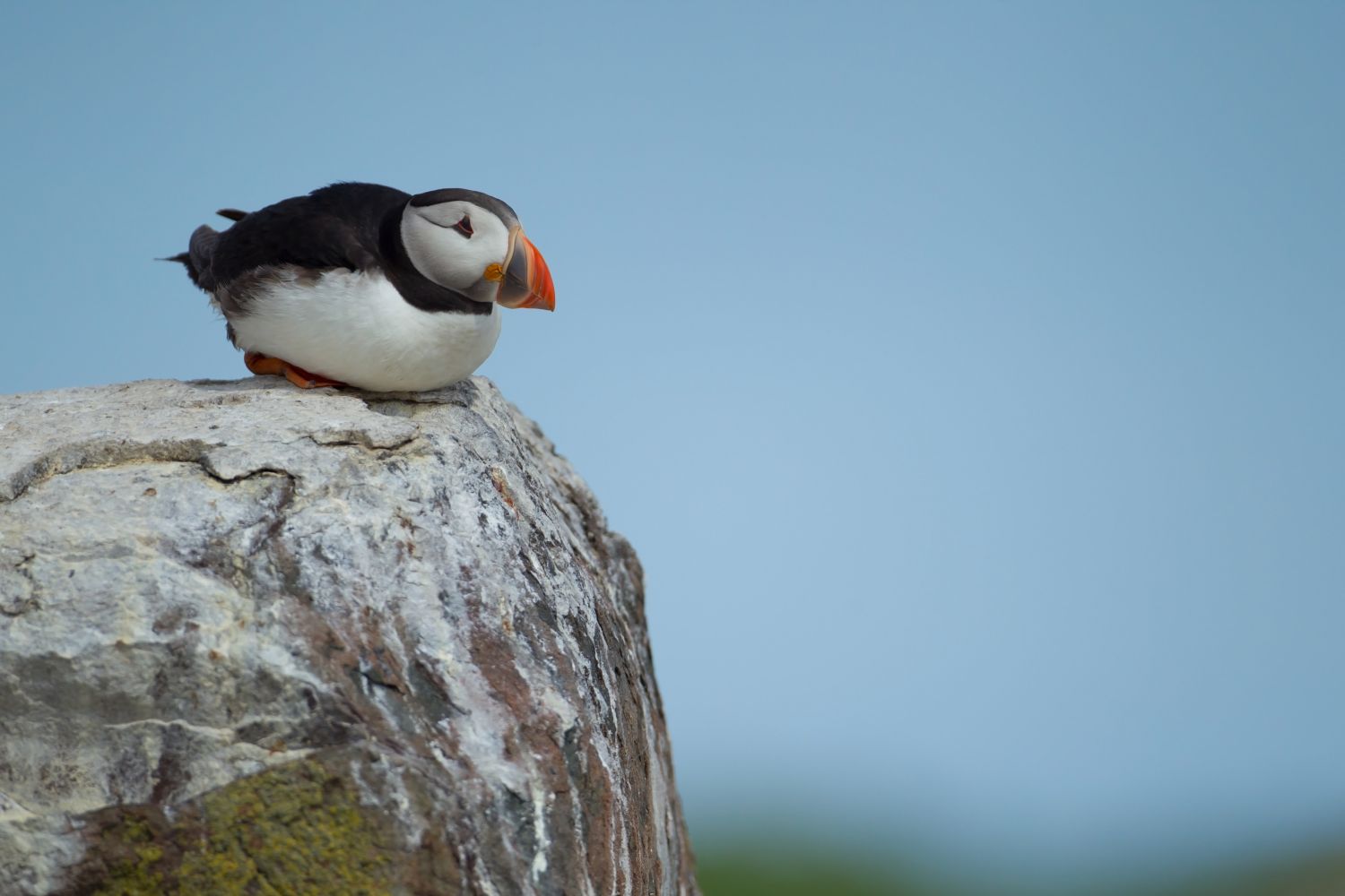 Puffin