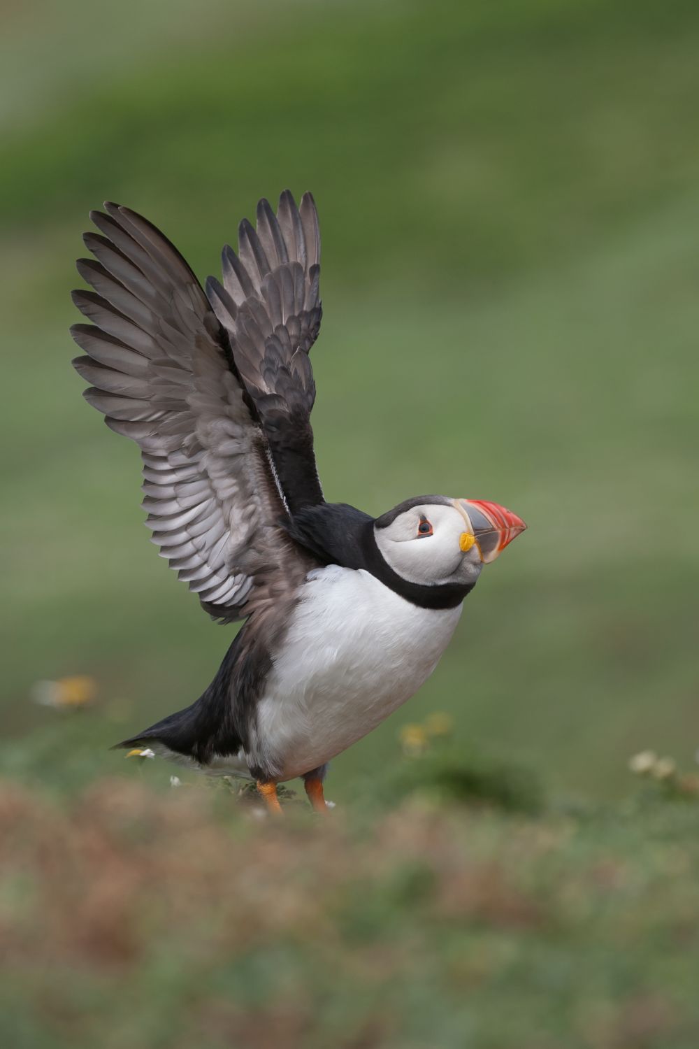 Puffin