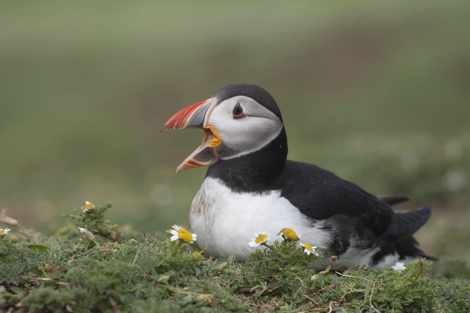 puffin