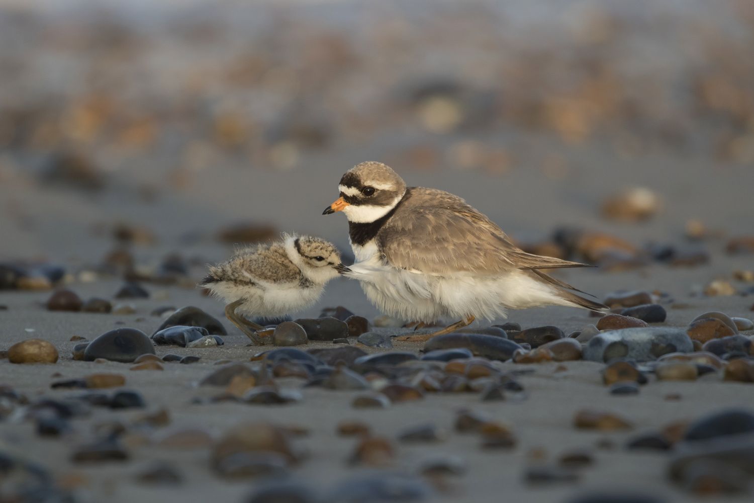 Ringed plover and chick