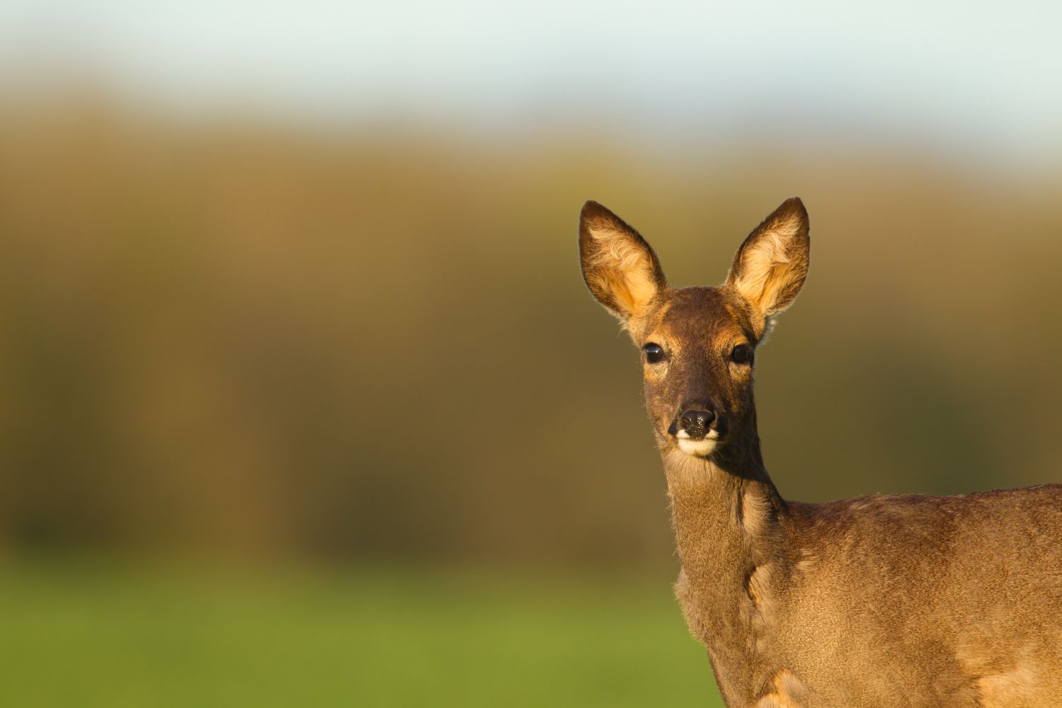 Roe deer