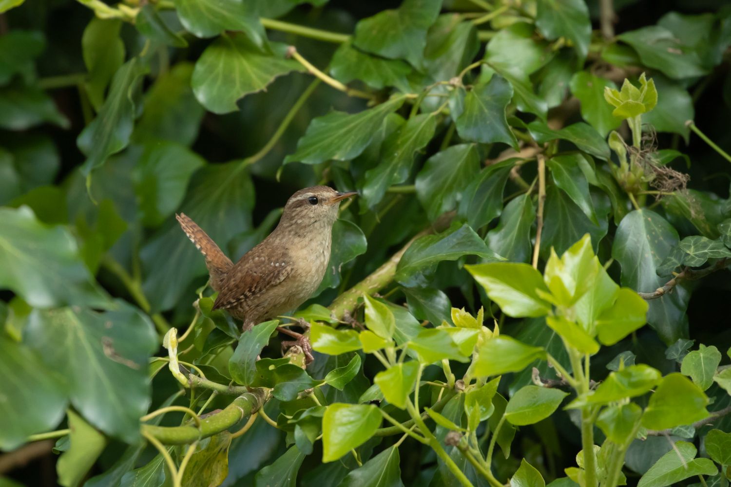 Wren
