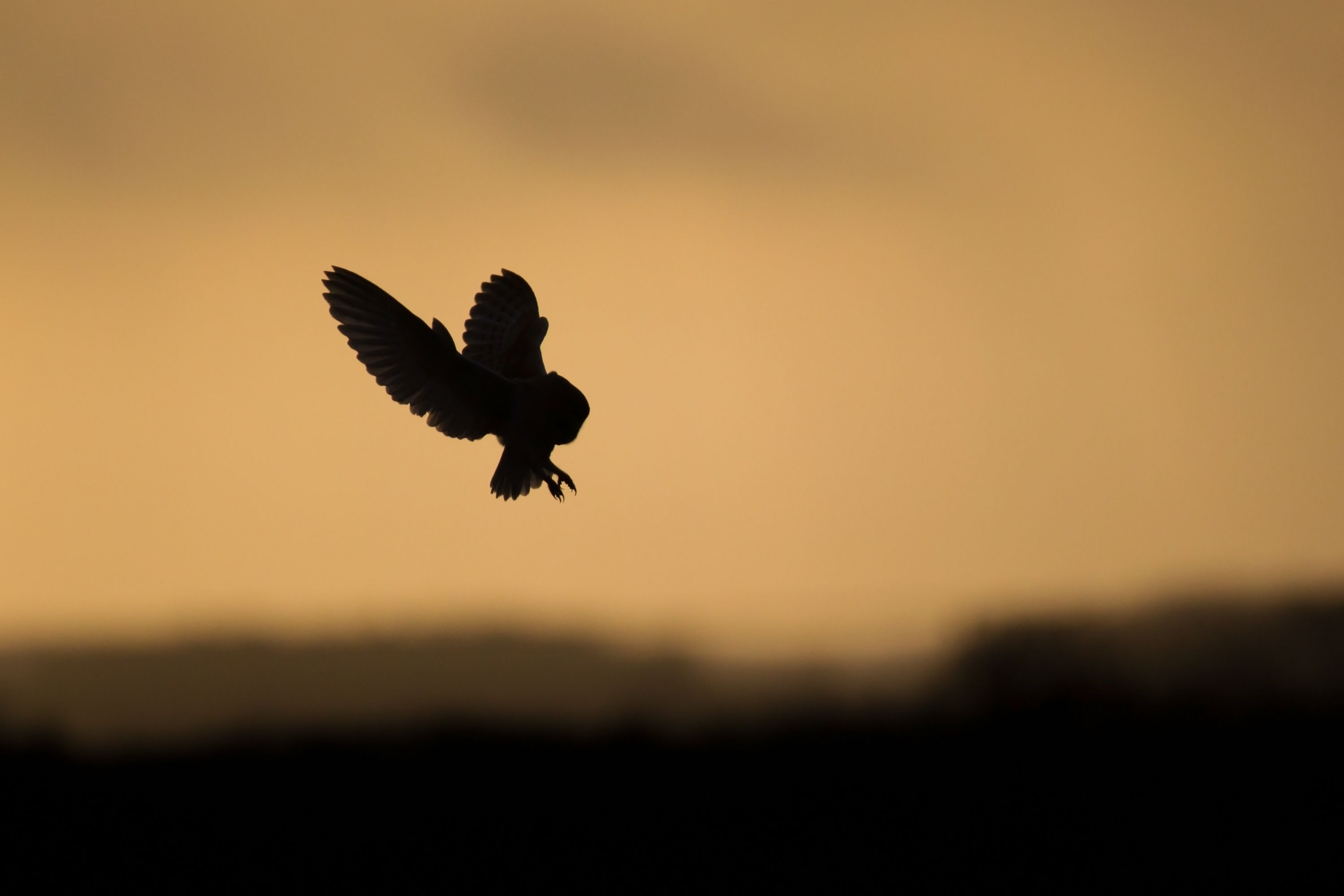 Barn owl at sunset