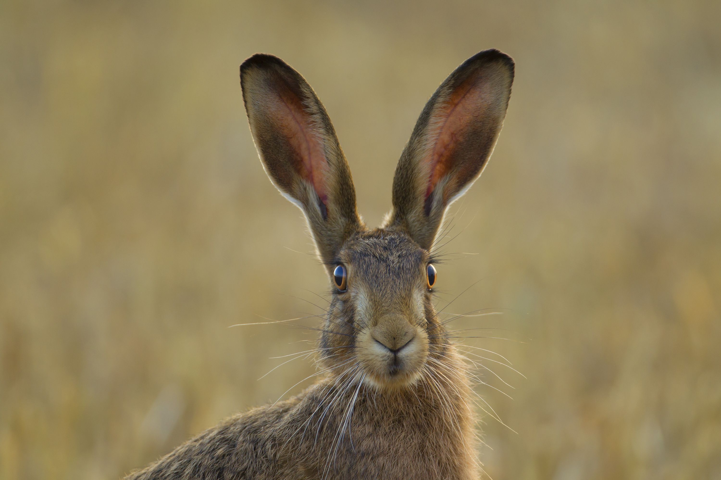 Brown hare