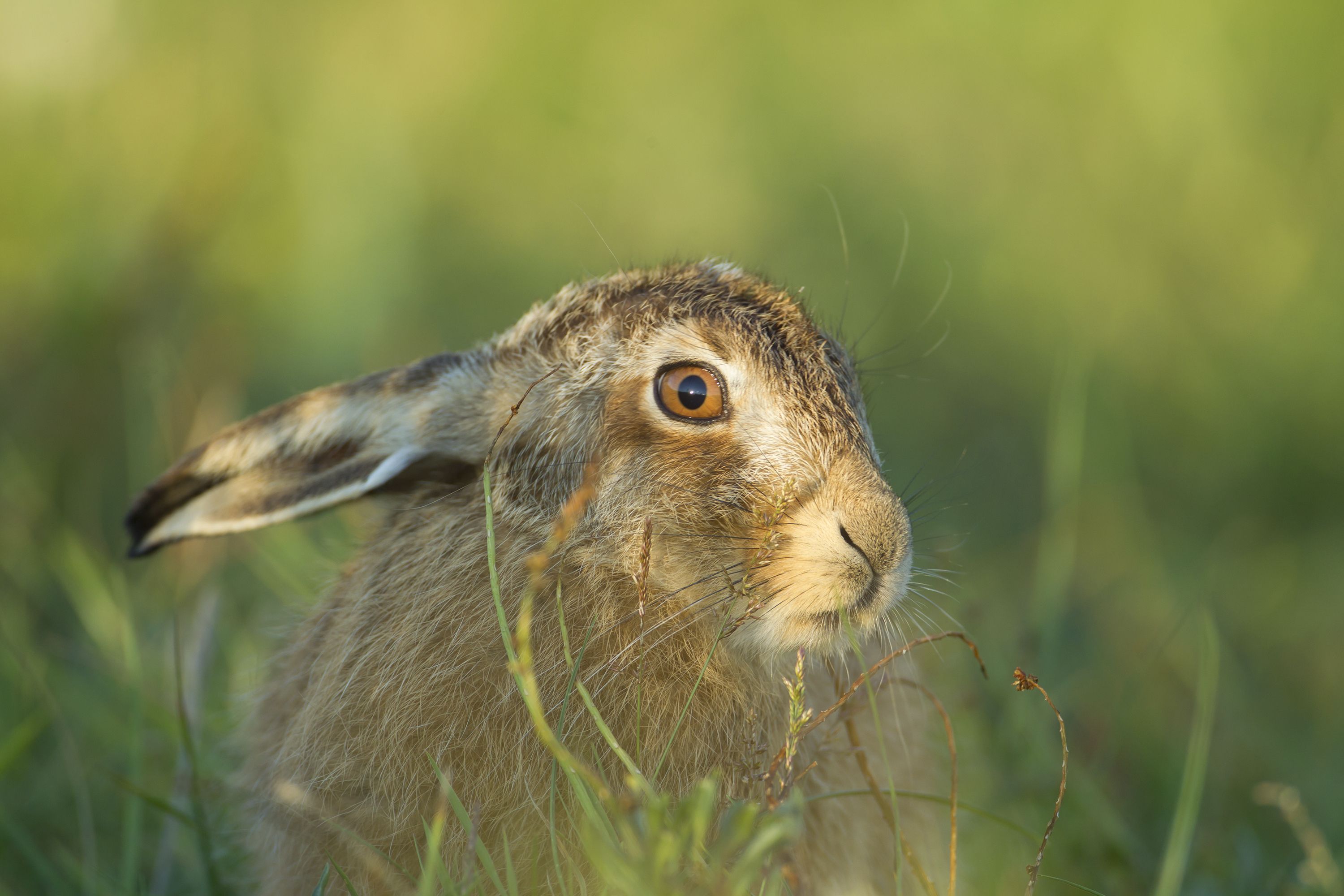 Brown hare