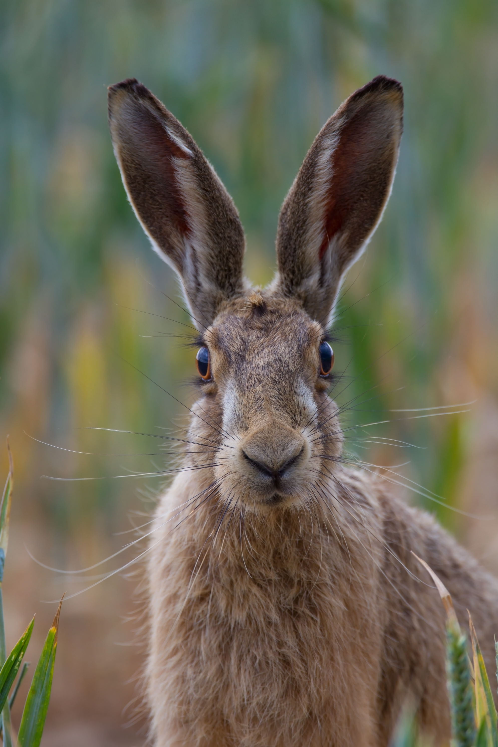 Brown hare