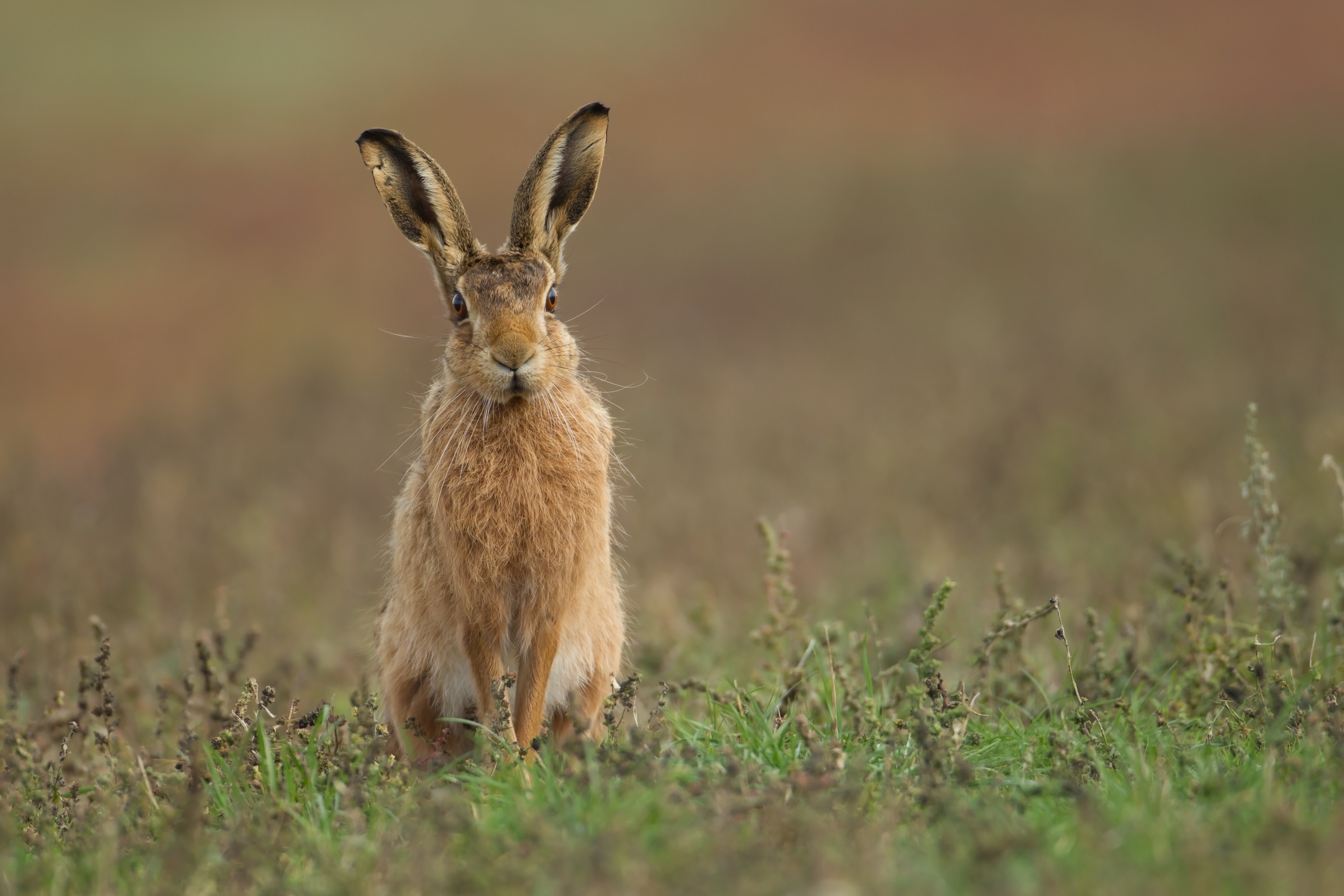 Brown hare