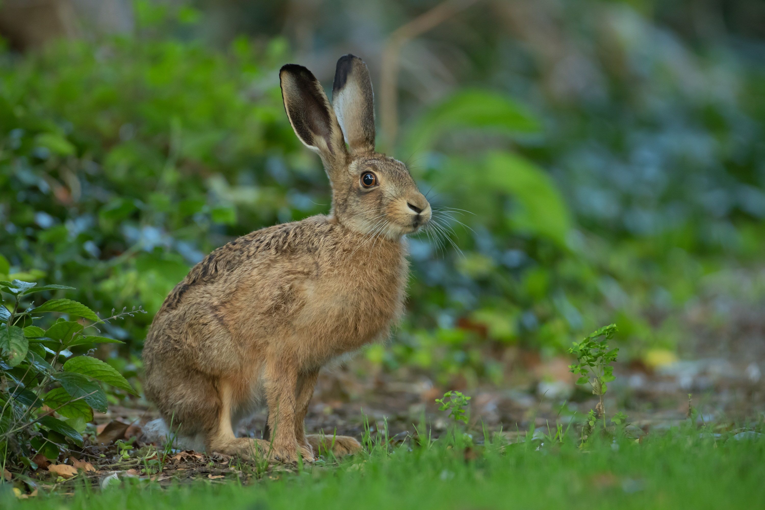 Brown hare