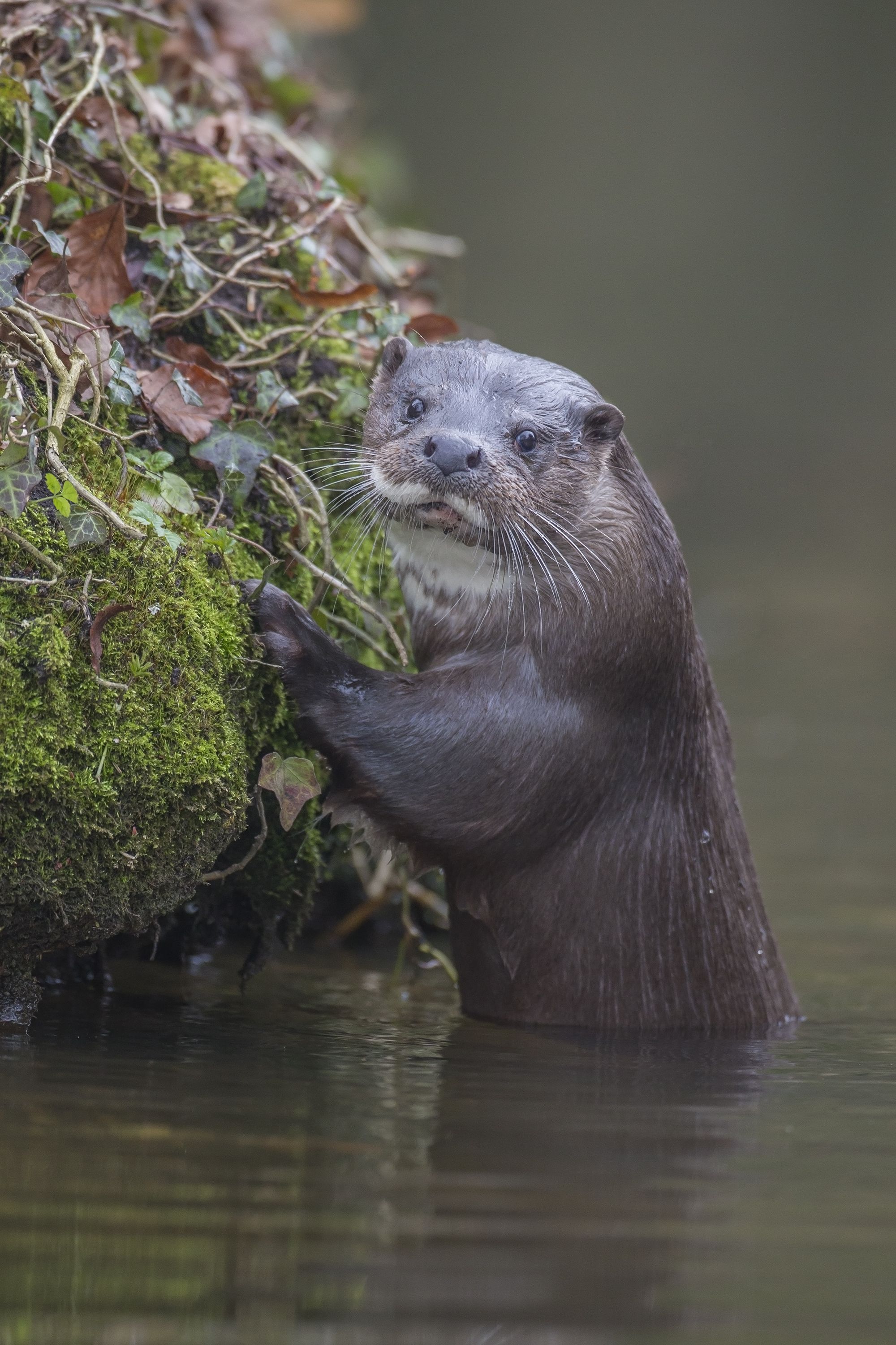 Otter