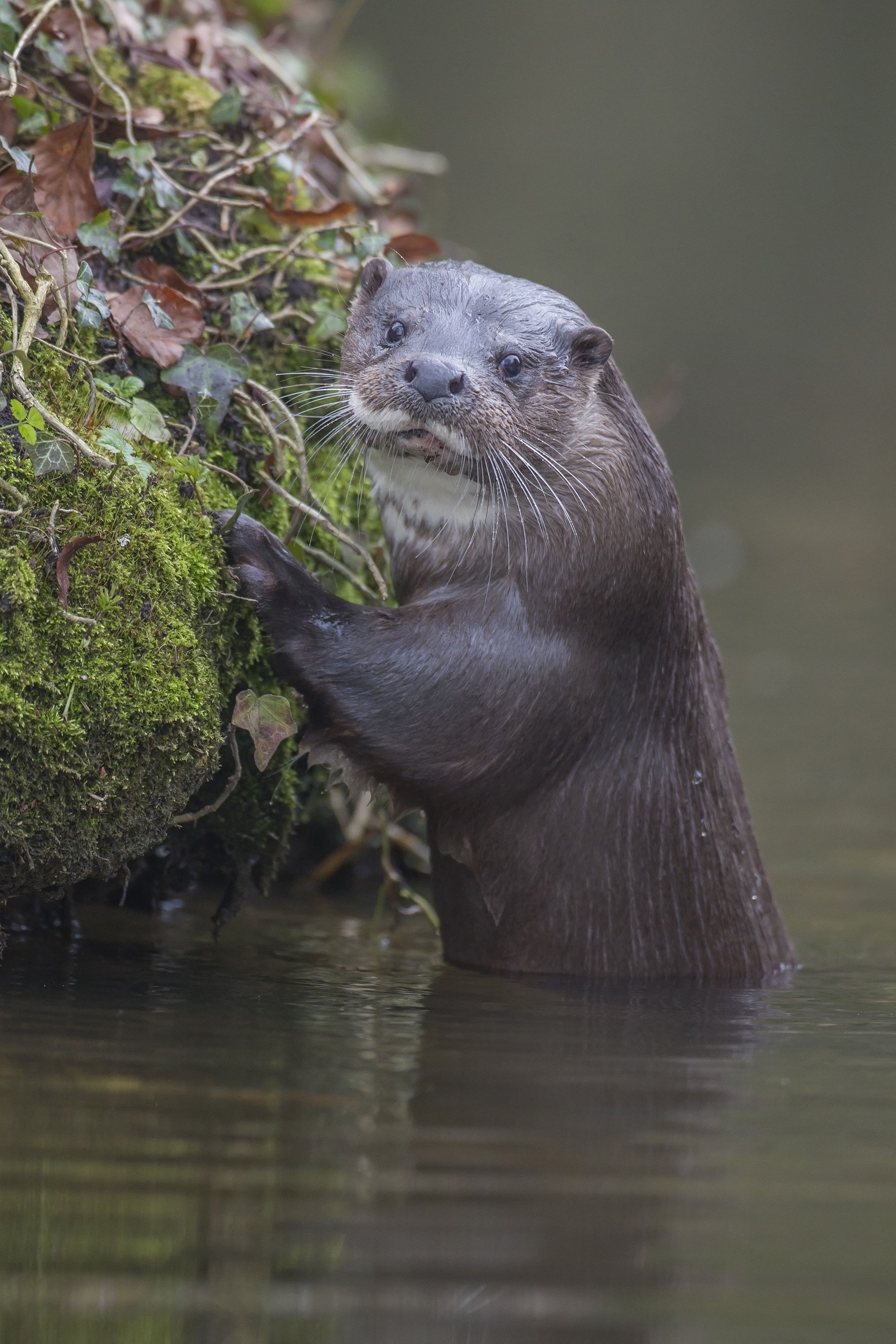 Otter