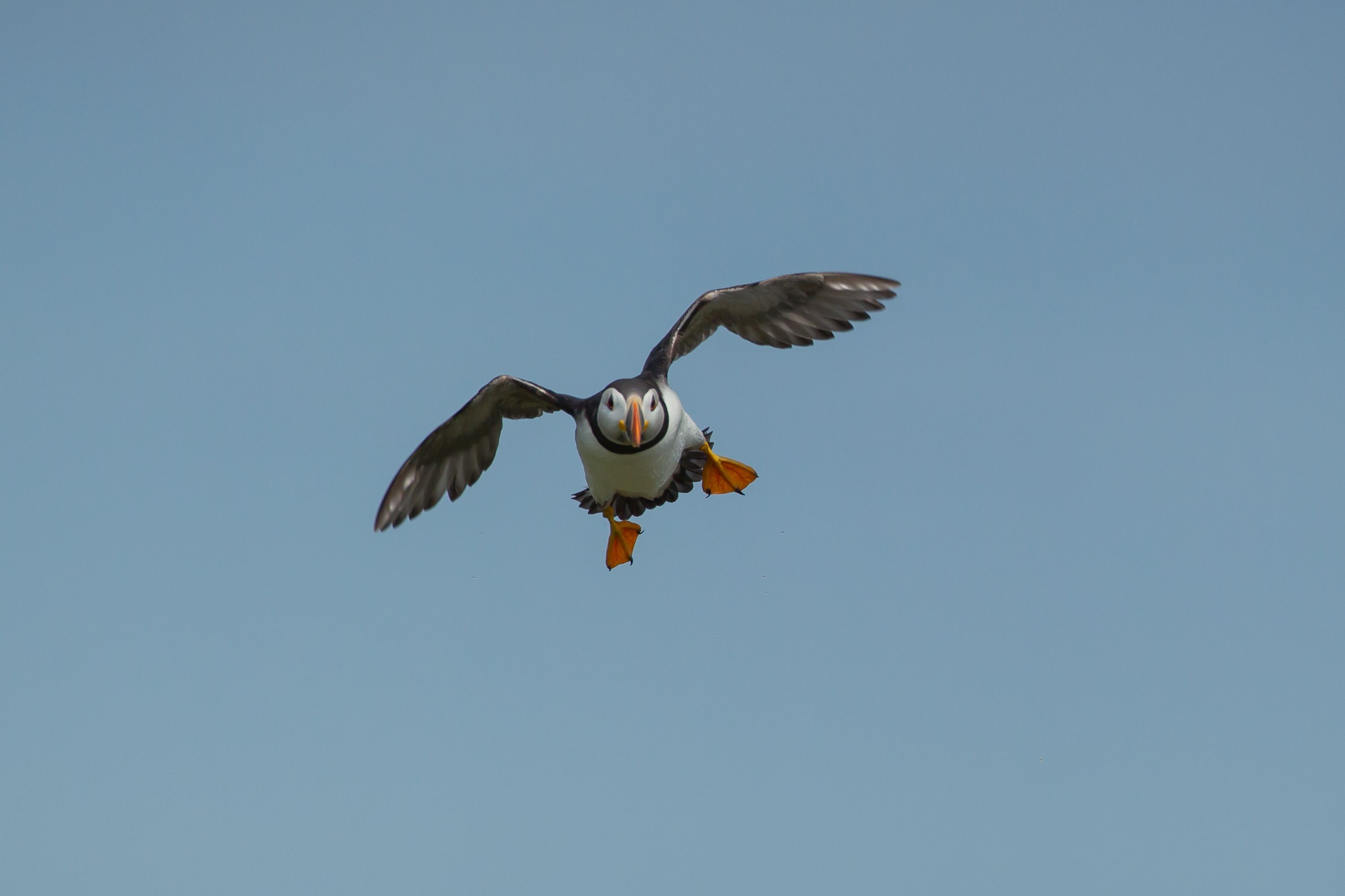 Puffin