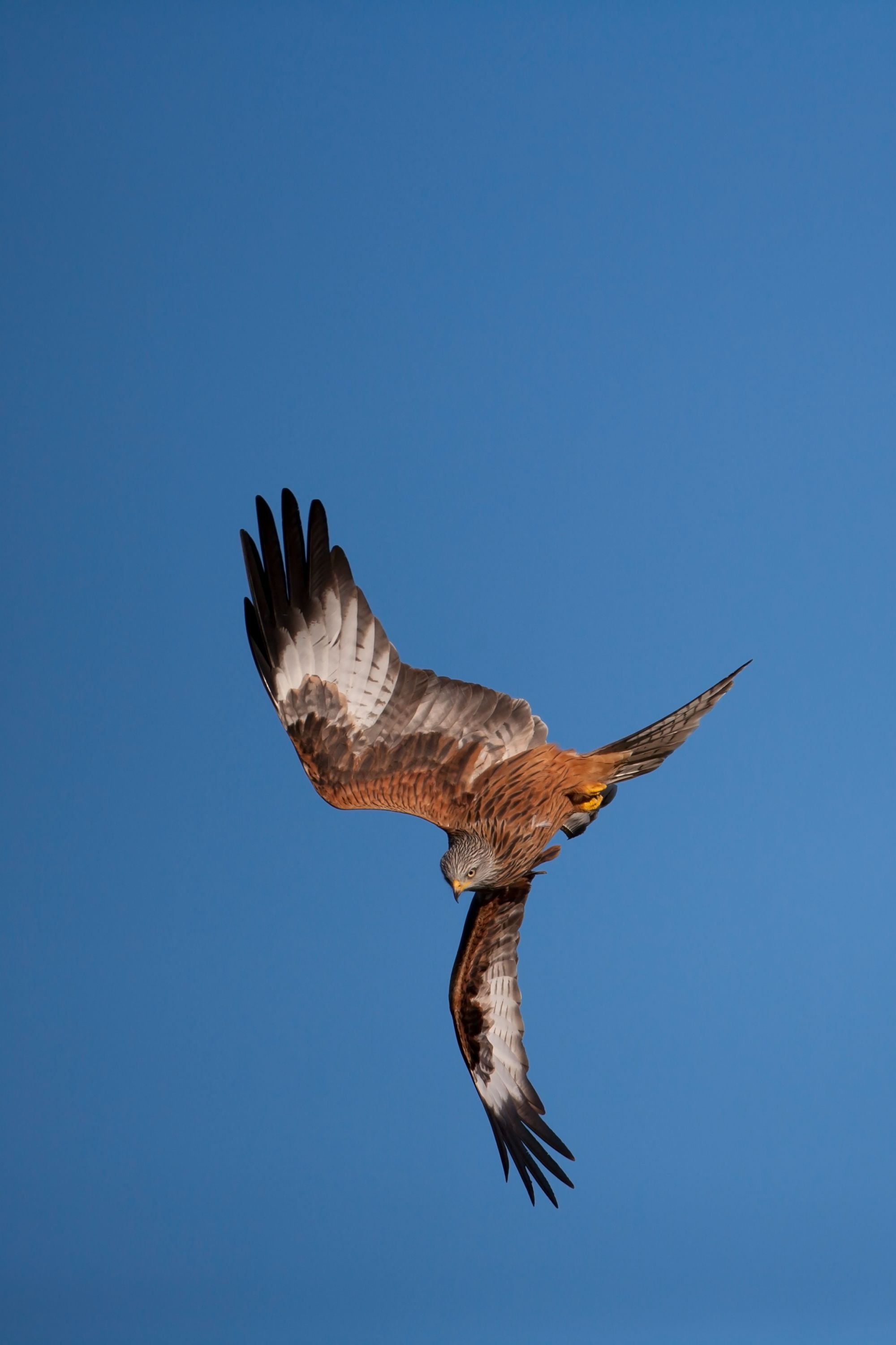 Red kite