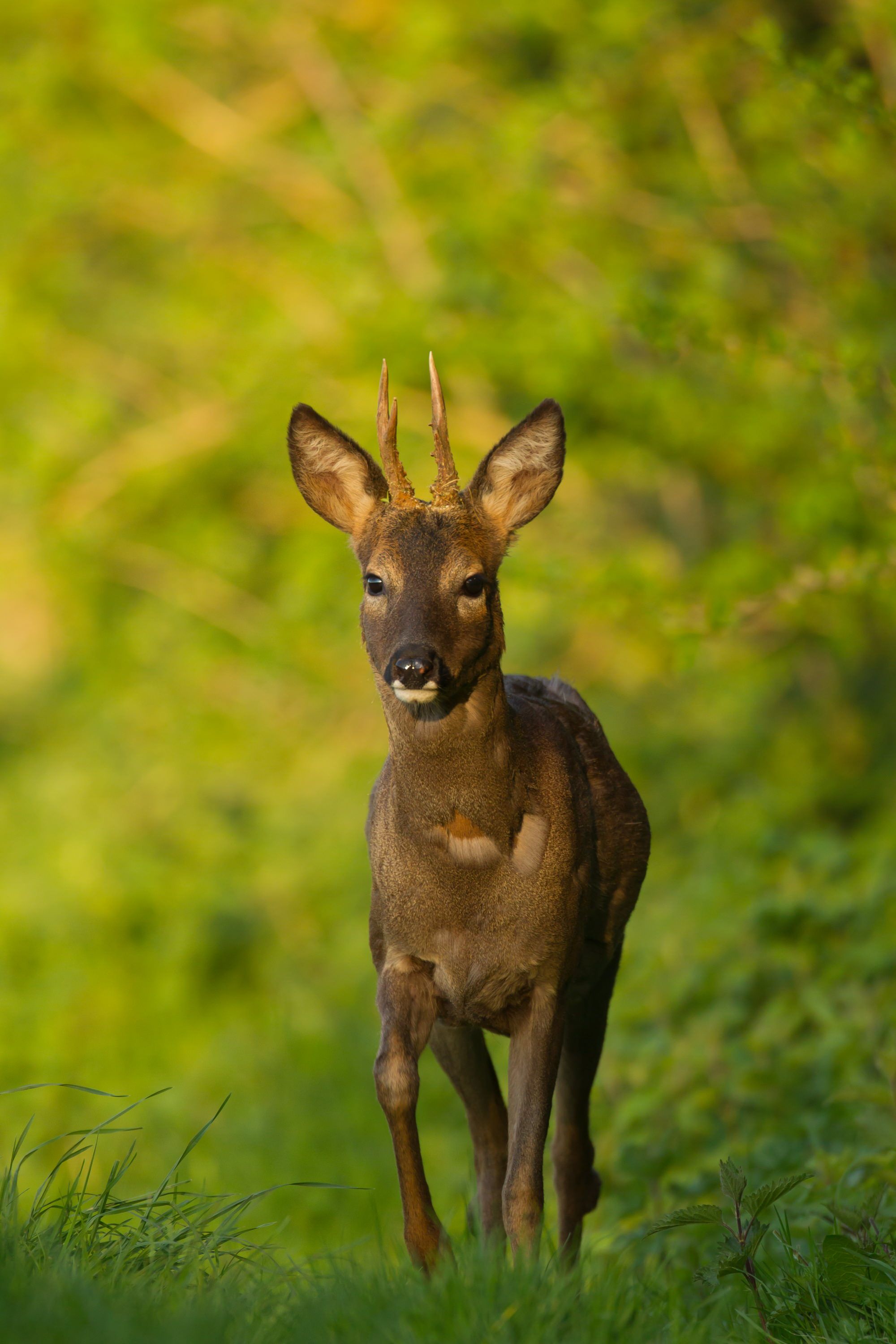 Roe deer