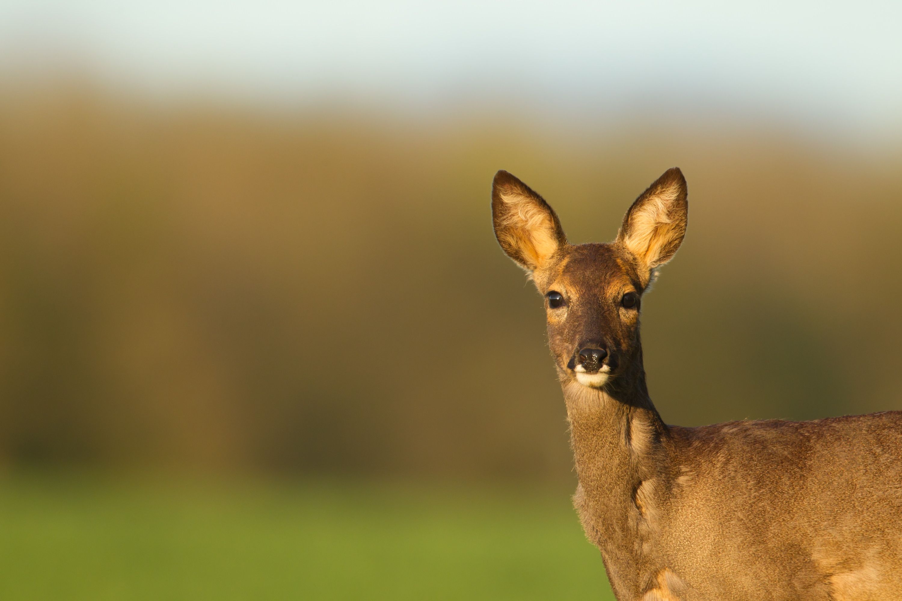 Roe deer