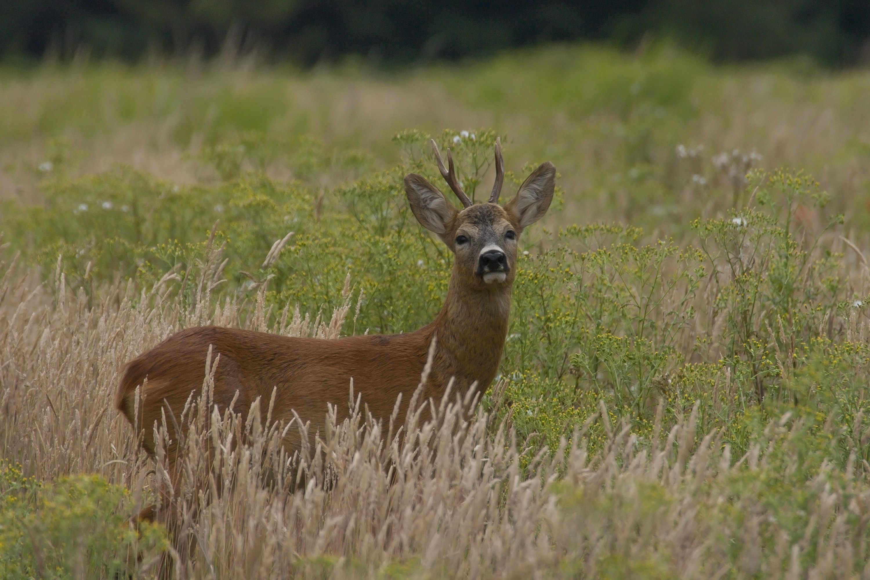 Roe deer