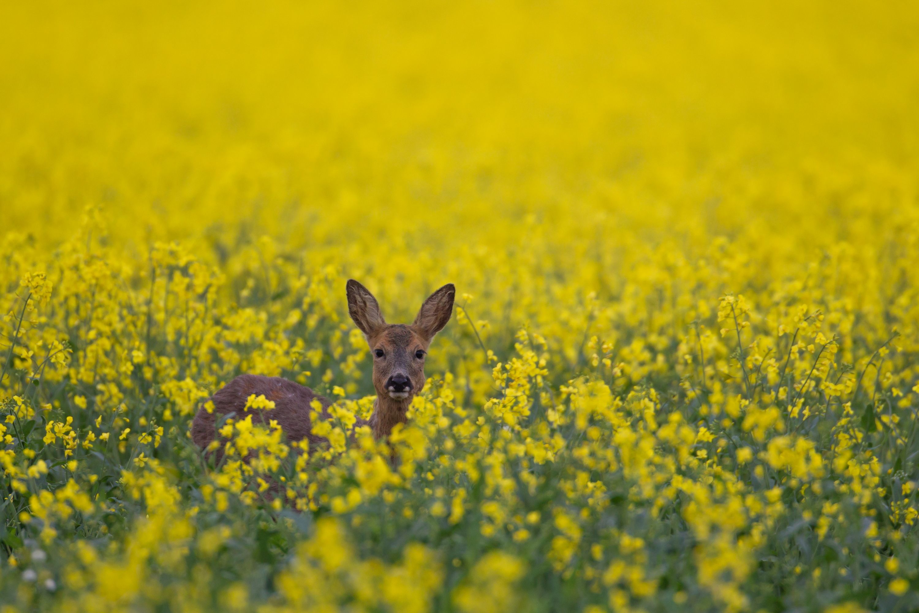 Roe deer